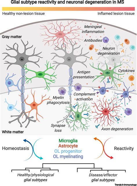 Diversity And Function Of Glial Cell Types In Multiple Sclerosis