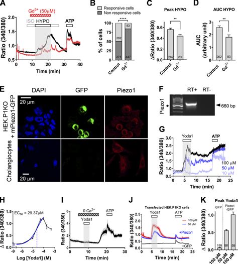 Piezo1 Is Expressed And Functional In Mouse Cholangiocytes A