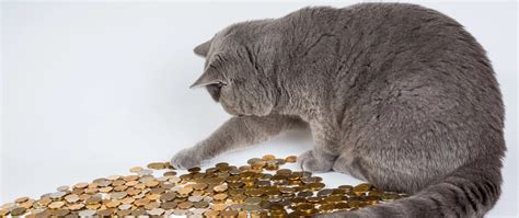 Create A Bitcoin Price Watcher Dev Community