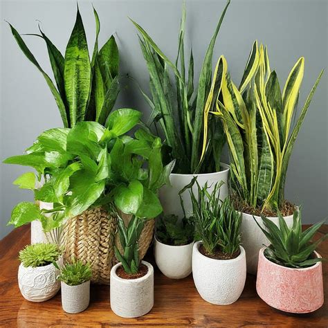 Guía infalible para principiantes: descubre las plantas perfectas para