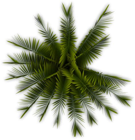 Silver Maple Tree White Pine Tree Tree Branch Tattoo Pine Tree