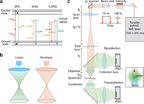 X Ray Fluorescence Microscopy Methods For Biological Tissues At Jo