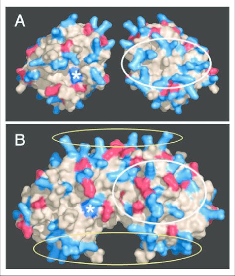 Potential Gag Binding Regions In Granzymes A And B The Structures Of Download Scientific
