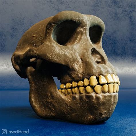 💀 Sahelanthropus Tchadensis Skull Reconstruction・archivo Stl Para