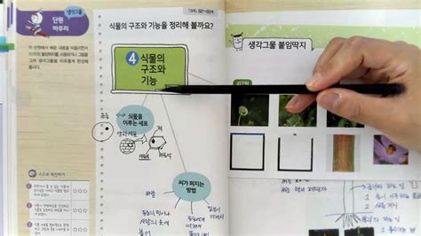 초등과학 6학년 1학기 4단원 식물의 구조와 기능 단원 정리 Youtube