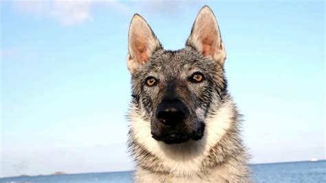 მგელძაღლა ძაღლის და მგლის ჰიბრიდი Youtube