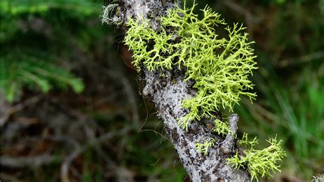 Wolf Lichen Regenaxe