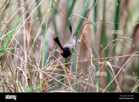 Red Backed Fairywren Fairy Wren Bird Male And Female Pair Malurus