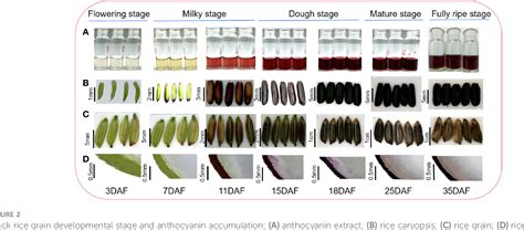 Figure 1 From Integrative Hplc Profiling And Transcriptome Analysis