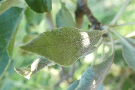 Bazaar Cv Apple Leaf Disease Detection · Hugging Face