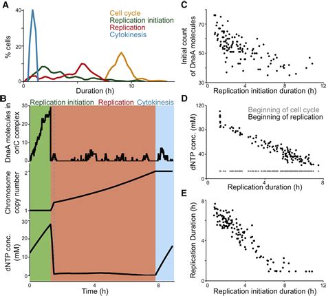 A Whole Cell Computational Model Predicts Phenotype From Genotype Cell