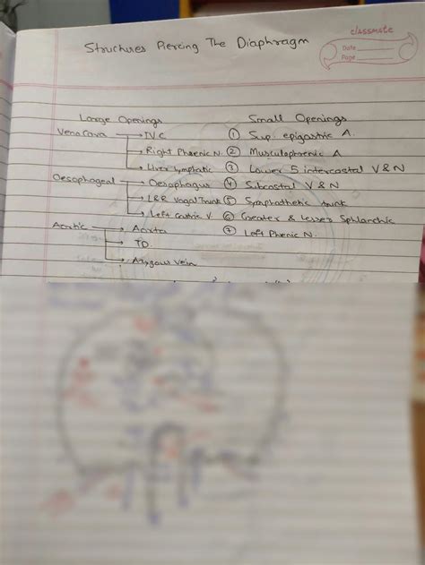 Solution Structures Passing The Diaphragm Anatomy Medical Mbbs Notes