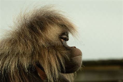 Head Of Lead Gelada Baboon Aka Bleeding Heart Monkey At The Park