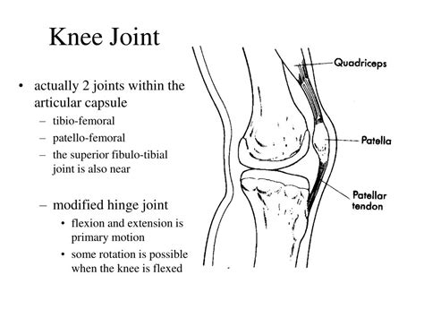 Why Is The Knee A Modified Hinge Joint At Debbie Apodaca Blog