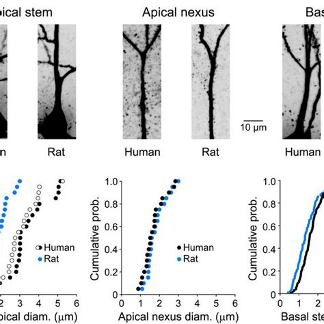 Figure S1 Related To Figure 1 Diameter Of Human And Rat L2 3 Download Scientific Diagram