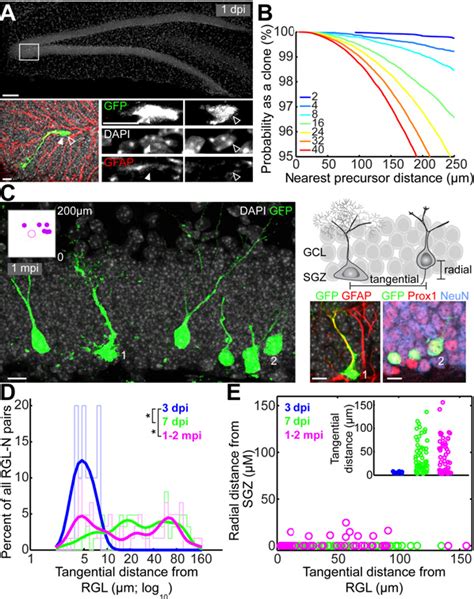 Figure 2 From Tangential Migration Of Neuronal Precursors Of Glutamatergic Neurons In The Adult