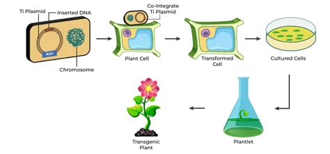 Cbse Class 12 Biology Biotechnology And Its Application Revision Notes