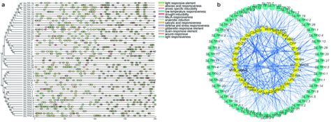 Prediction Of Analysis Of Cis Acting Elements And Prediction Of