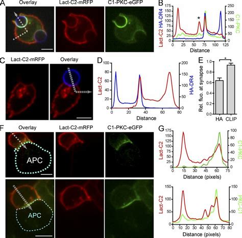 The Density Of Ps Is Substantially Reduced During Early Stages Of Download Scientific Diagram