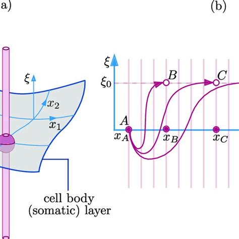 1 Schematic Of The Neural Field Model A Dendrites Are Represented