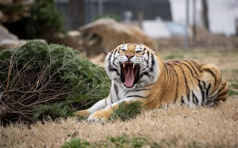 Meso Vs Apex Predators Turpentine Creek Wildlife Refuge