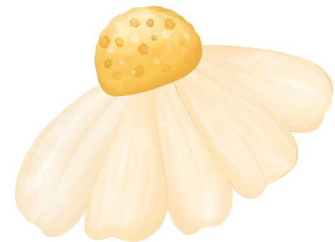 Cute Daisy Flower Watercolour Illustration Png