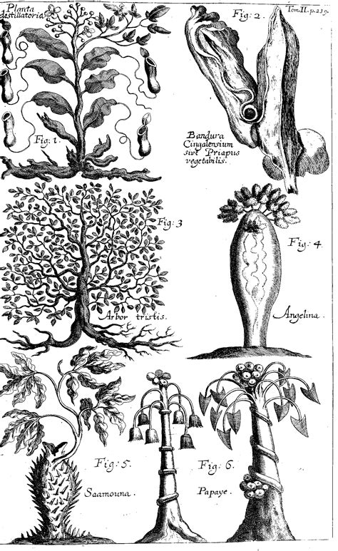 Plants — The Dan Mackinlay Stable Of Variably Well Considerd Enterprises