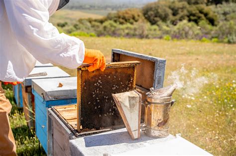 보호 복을 입은 양봉가는 벌집에서 꿀벌이 생산 한 꿀을 추출하기 전에 흡연자와 함께 벌통의 벌집을 검사하고 확인합니다 검사자에 대한 스톡 사진 및 기타 이미지 Istock