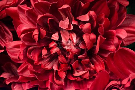 花瓣高清图片下载 正版图片501096462 摄图网