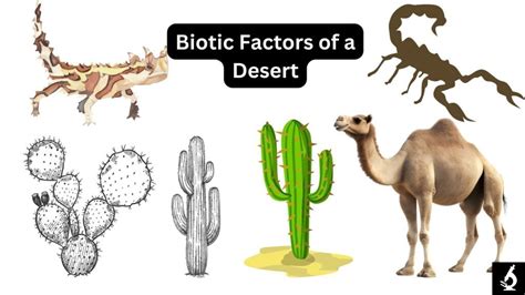 Biotic Factors Of A Desert Biology Notes Online
