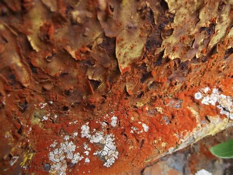Rust Macro By Gaylene Norton Redbubble