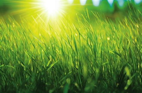 Premium Ai Image Bright Sunshine And Grass With Sun