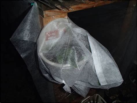 Wittia Amazonica Disocactus Amazonicus 植え替え ヒャッハー水だー