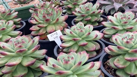 1만원부터 택배가능마이팟다육 010 3059 27085만원이상택배비무료 다육이는 뽑아서 랜덤으로 갑니다~~~~💕 Youtube