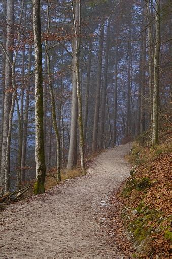 안개 속에서 겨울에 바이에른 숲에서 걷는 길 안개가 자욱한 숲과 산책로 안개와 산책로에있는 겨울 맨손 어두운 갈색 숲 0명에 대한 스톡 사진 및 기타 이미지 Istock