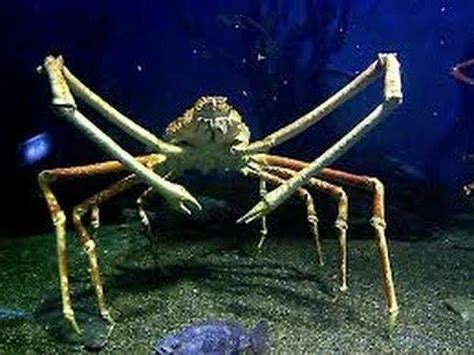 Japanese Spider Crab Alchetron The Free Social Encyclopedia