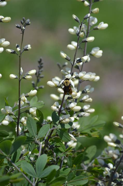 Baptisia Alba White Wild Indigo Prairie Moon Nursery
