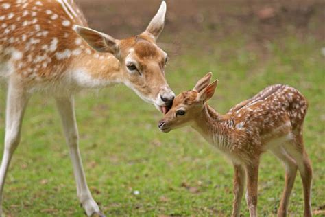 Maternal Instinct And Biology Evolution Ensures We Want Sex Not