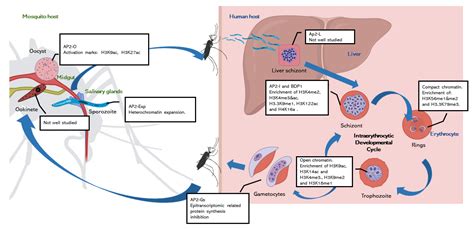 Plasmodium Falciparum Life Cycle