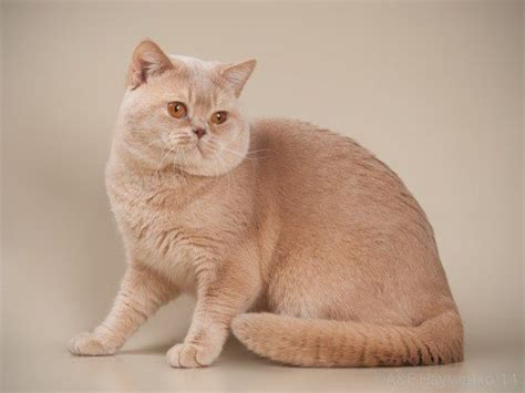 Smooth One Colored Khajiit Texture Mod Ideas Nexus Mods Forums