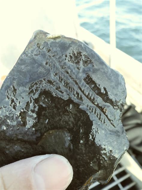 My Fossil I Found While Diving For Clams R Rhodeisland