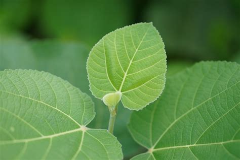 Small Leaf Nature Green Free Photo On Pixabay Pixabay