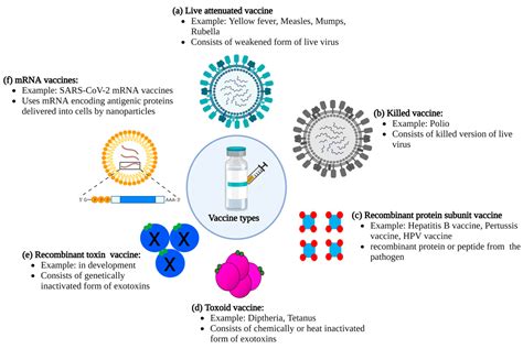 Examples Of Live Vaccines And Their Benefits