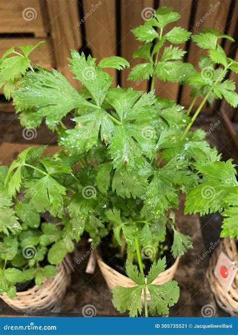 Leaf Celery Has Characteristically Thin Skin Stalks And A Stronger Taste And Smell Compared To