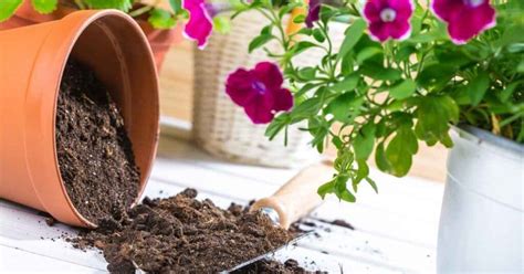 How To Store Potting Soil Expert Tips For Keeping Your Soil Fresh