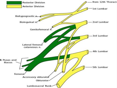 Lumbar Plexus Ppt