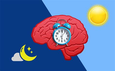 Circadian Rhythms Are Controlled By Circadian Clocks Biological Clock