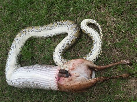 Unfortunate Python Paid Deerly For A Too Big Meal Live Science