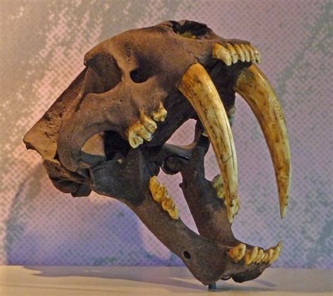 Sabre Toothed Cat Fossil Skull Mississippi Museum Of Natur Flickr