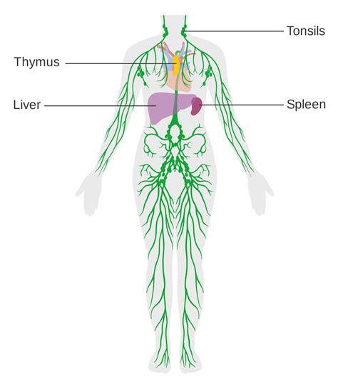 Labeled Lymphatic System Diagram Lymphatic System Labeled D